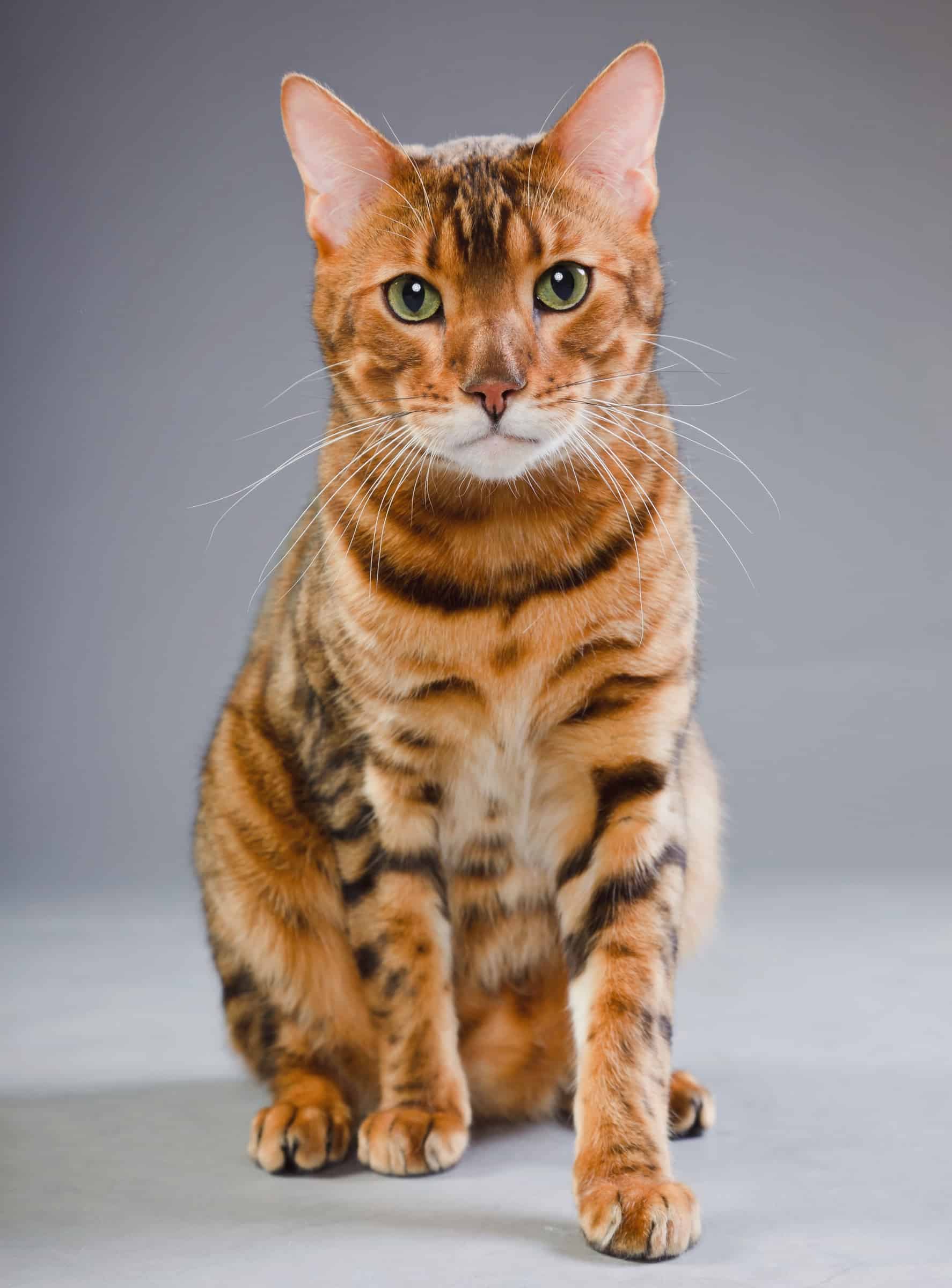 Top 13 Cat Breeds With Very Long Legs (With Pictures & Facts)