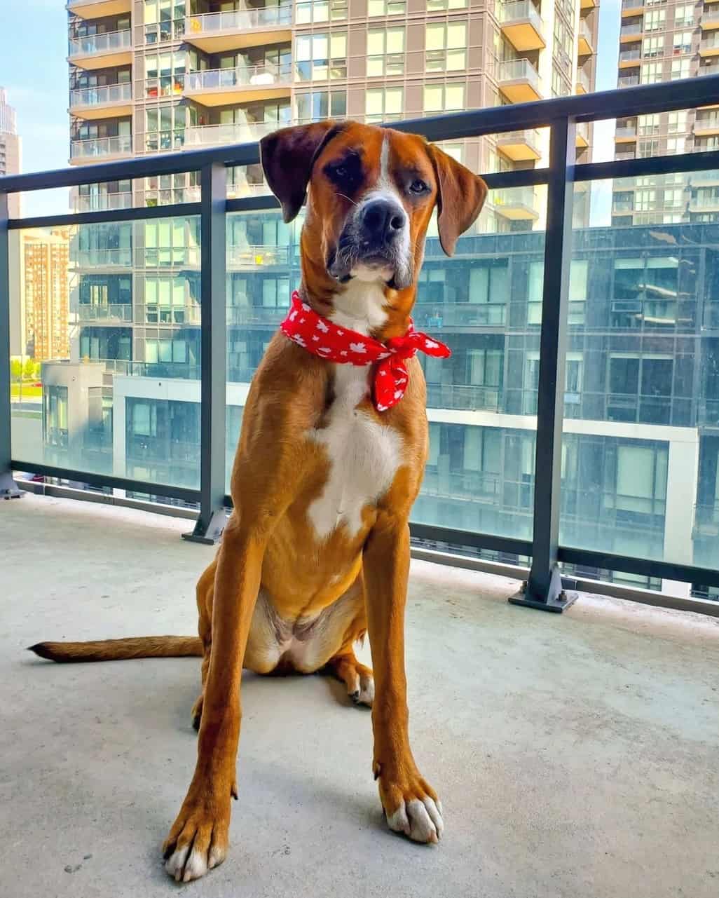 50 Wonderful Boxer Mixes That Will Surely Brighten Your Day!