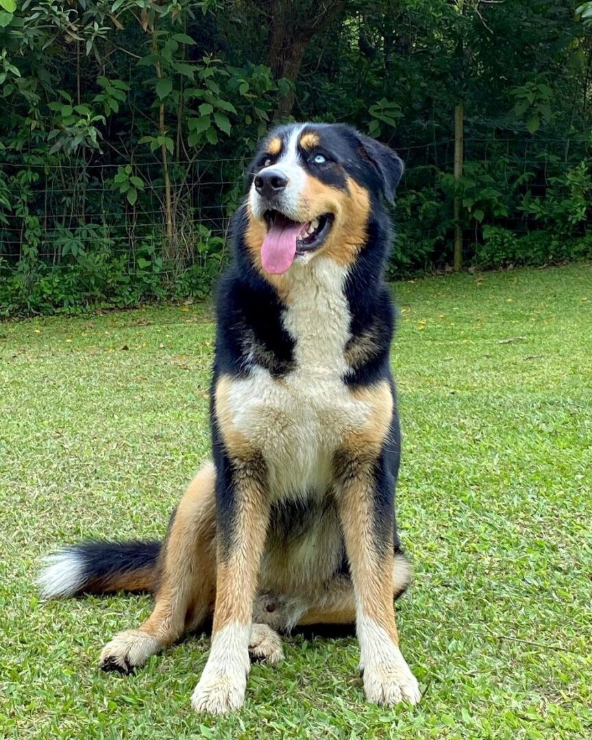 Bernese Mountain Dog Husky Mix