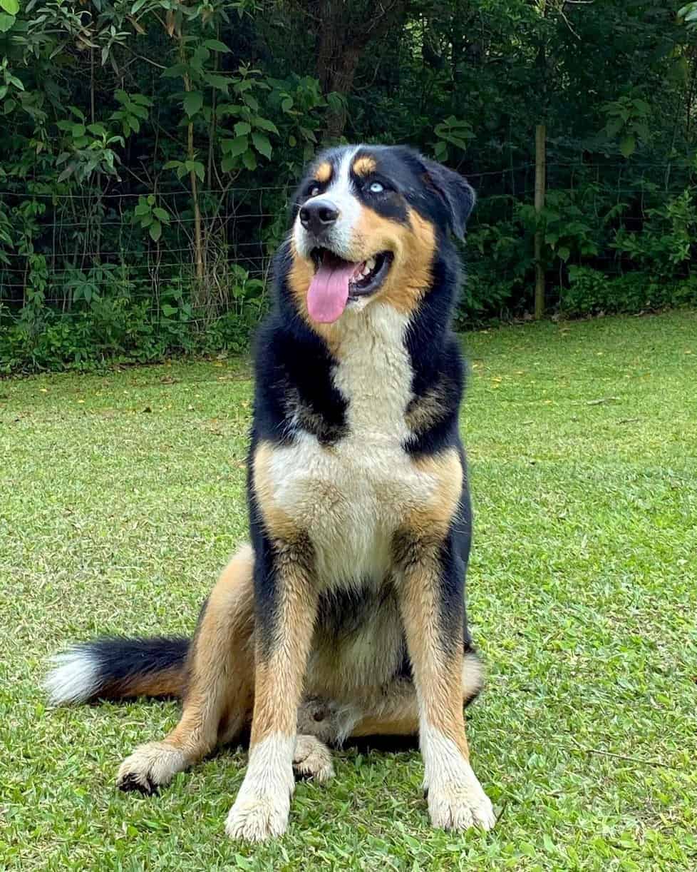 Siberian Husky Mixes: 40 Husky Crossbreeds (With Pictures)