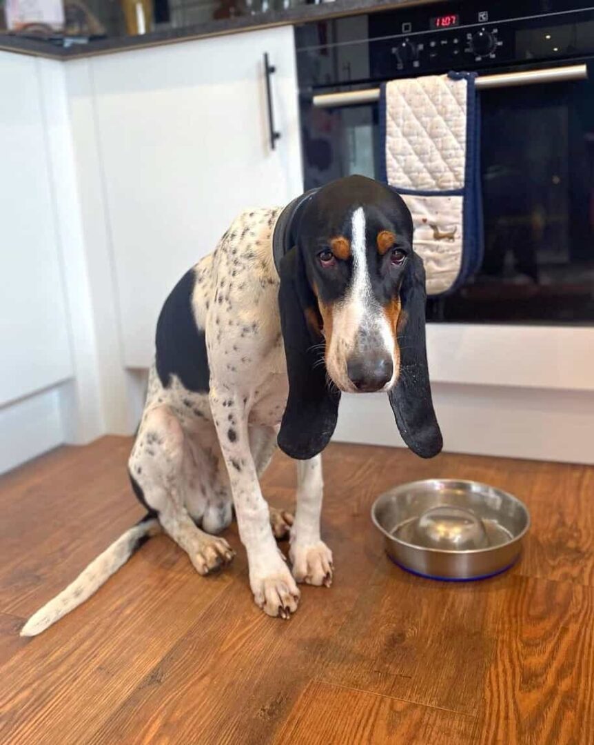 Basset Hound Mixes: 50 Different Crossbreeds (With Pictures)