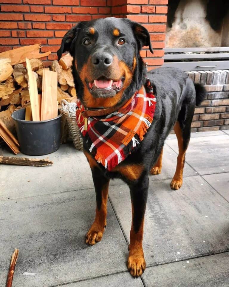 Rottweiler Mixes: 41 Best Rottie Crossbreeds (With Pictures)