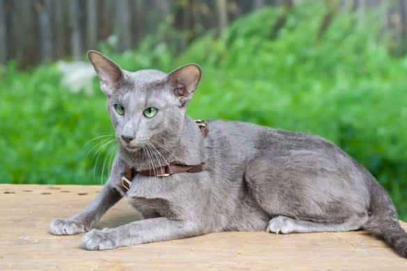 Long Faced Cats: What Cat Breed Has a Long Face?