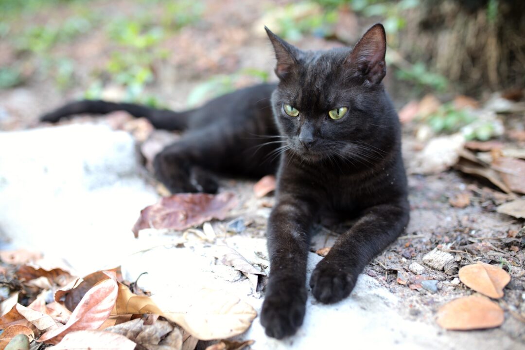 18 Black Cat Breeds With Green Eyes You'll Love (With Pictures)