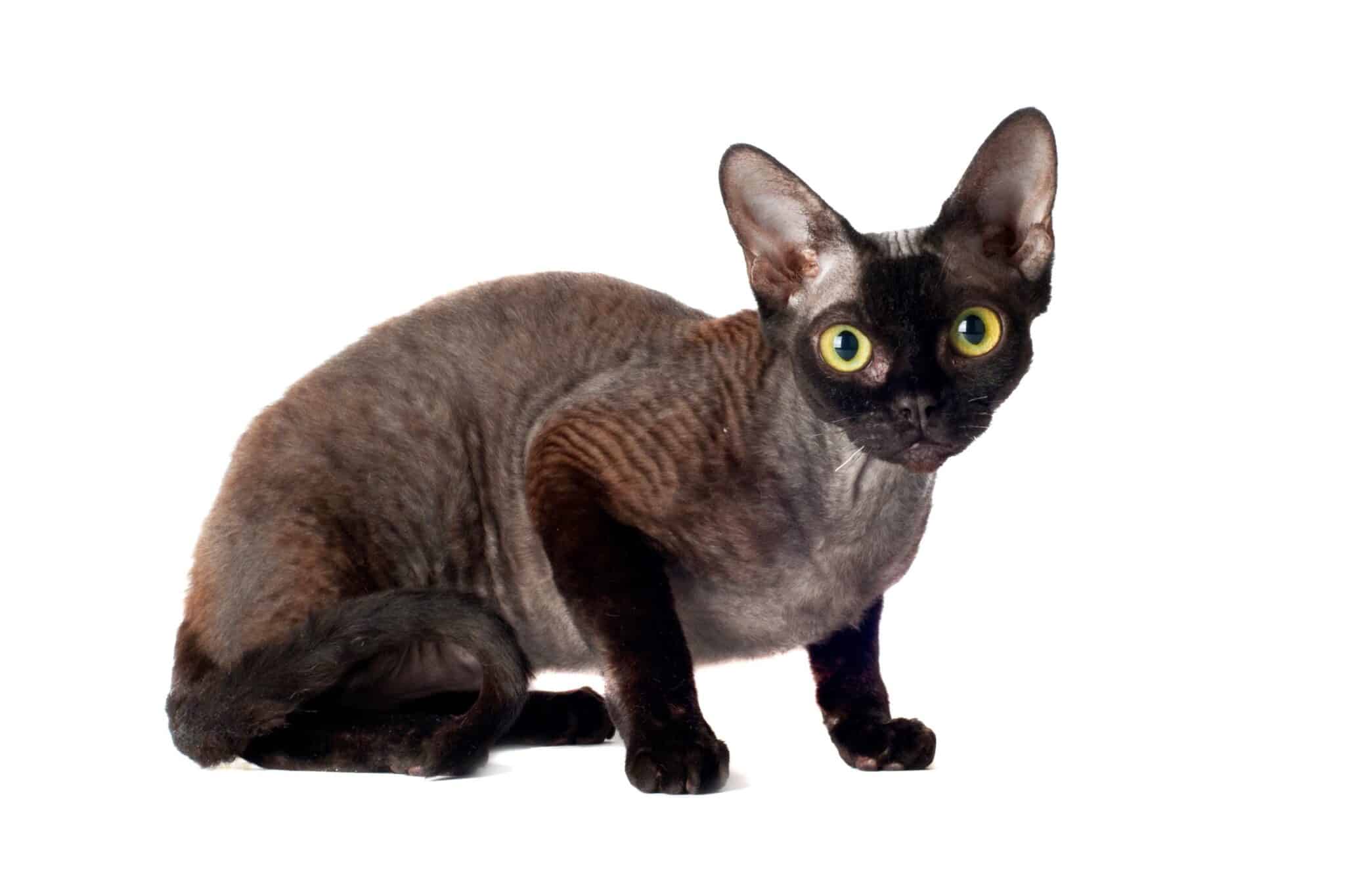 18 Black Cat Breeds With Green Eyes You'll Love (With Pictures)