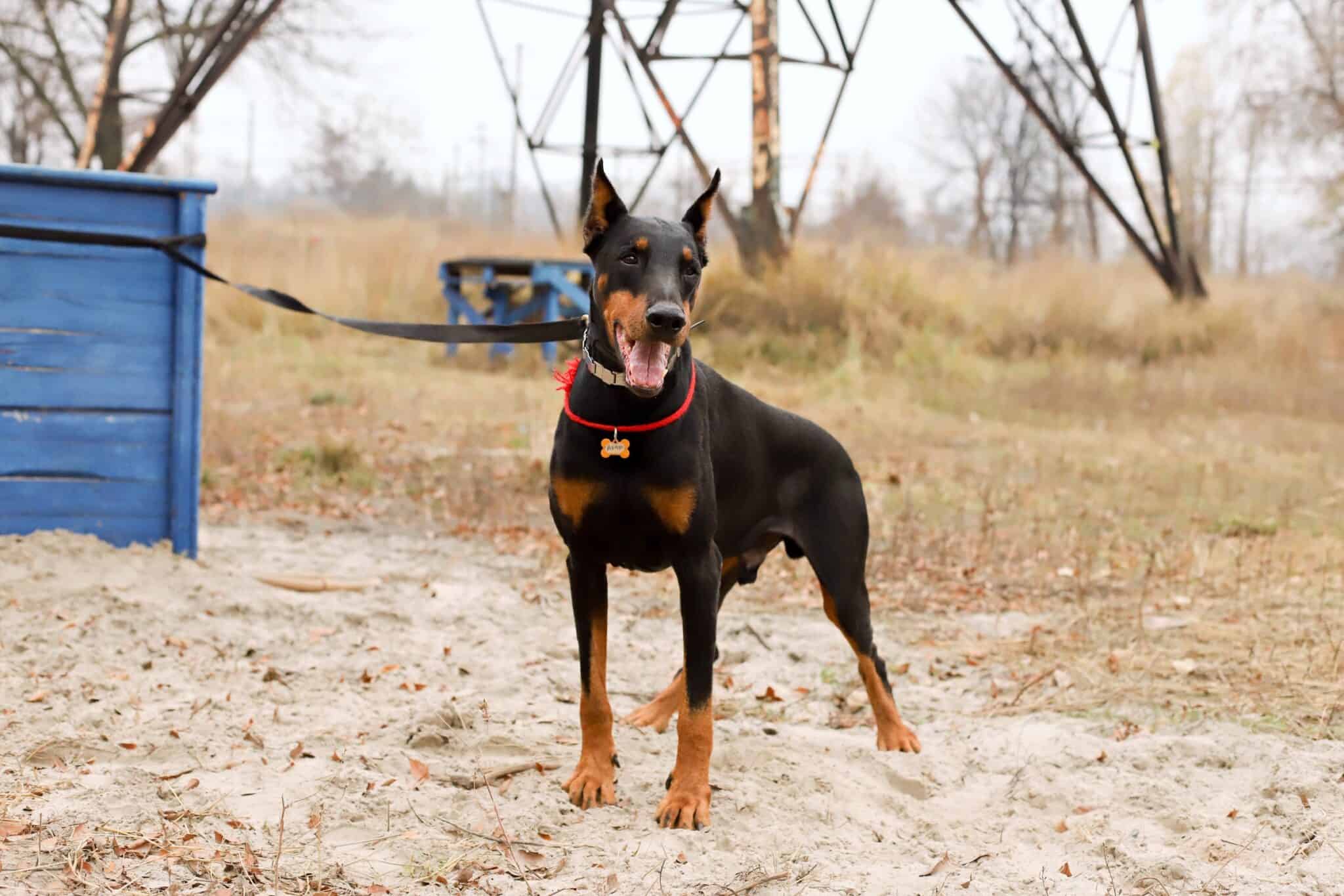 Doberman Ear Cropping: Everything You Need to Know
