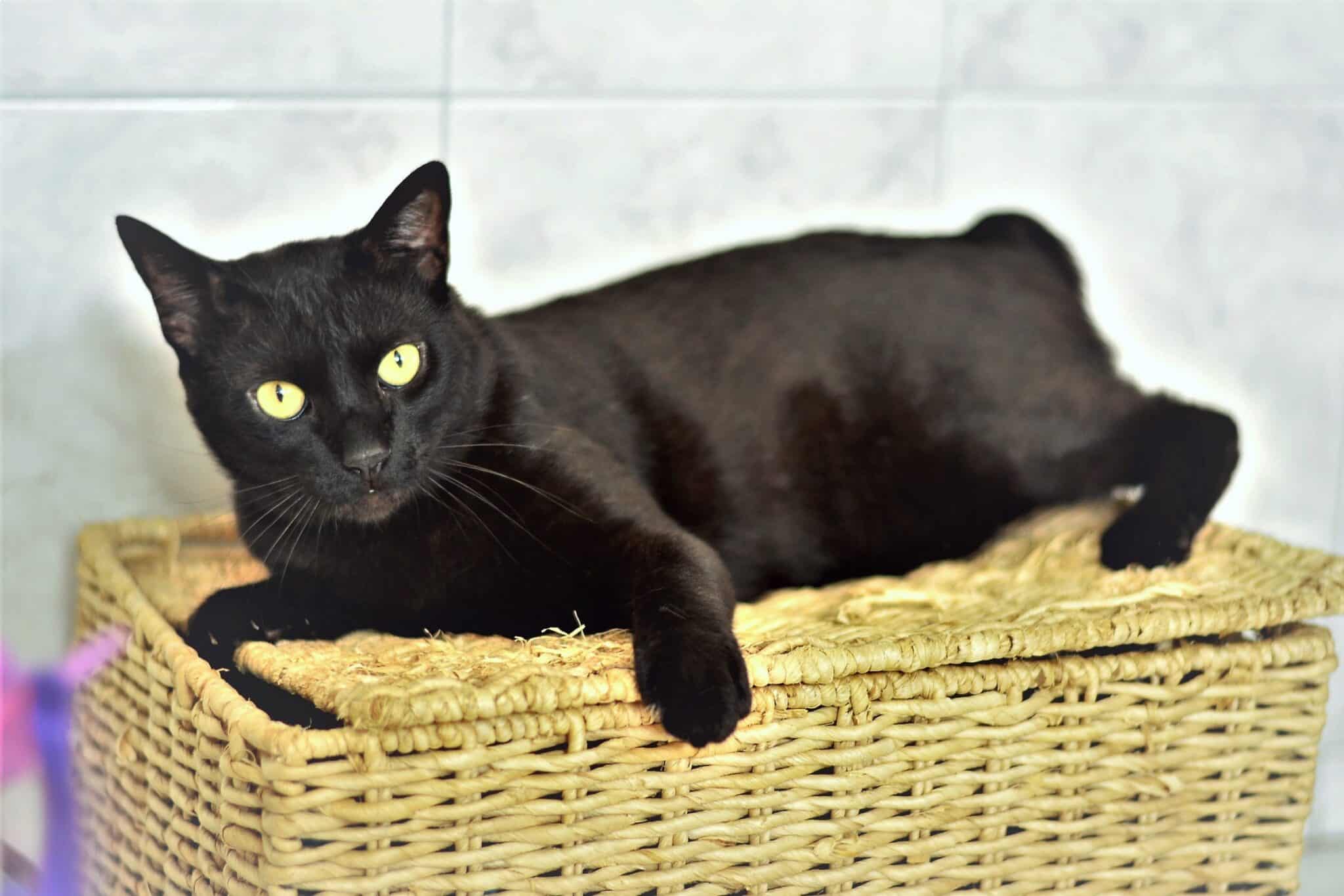 18 Black Cat Breeds With Green Eyes You'll Love (With Pictures)