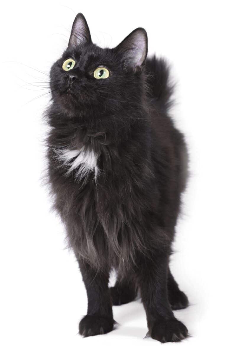 18 Black Cat Breeds With Green Eyes You'll Love (With Pictures)