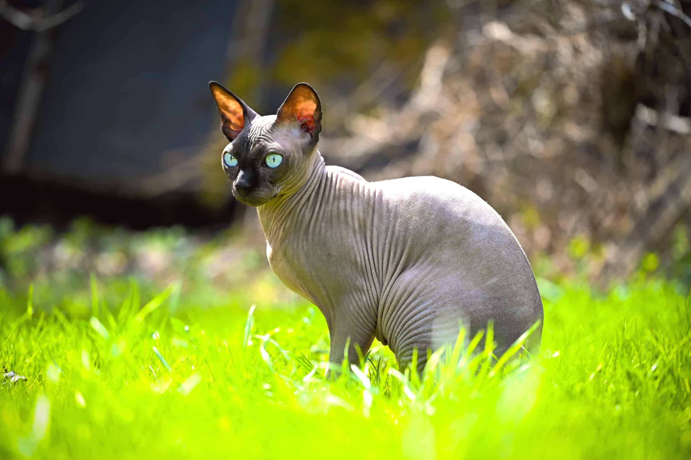 18 Black Cat Breeds With Green Eyes You'll Love (With Pictures)