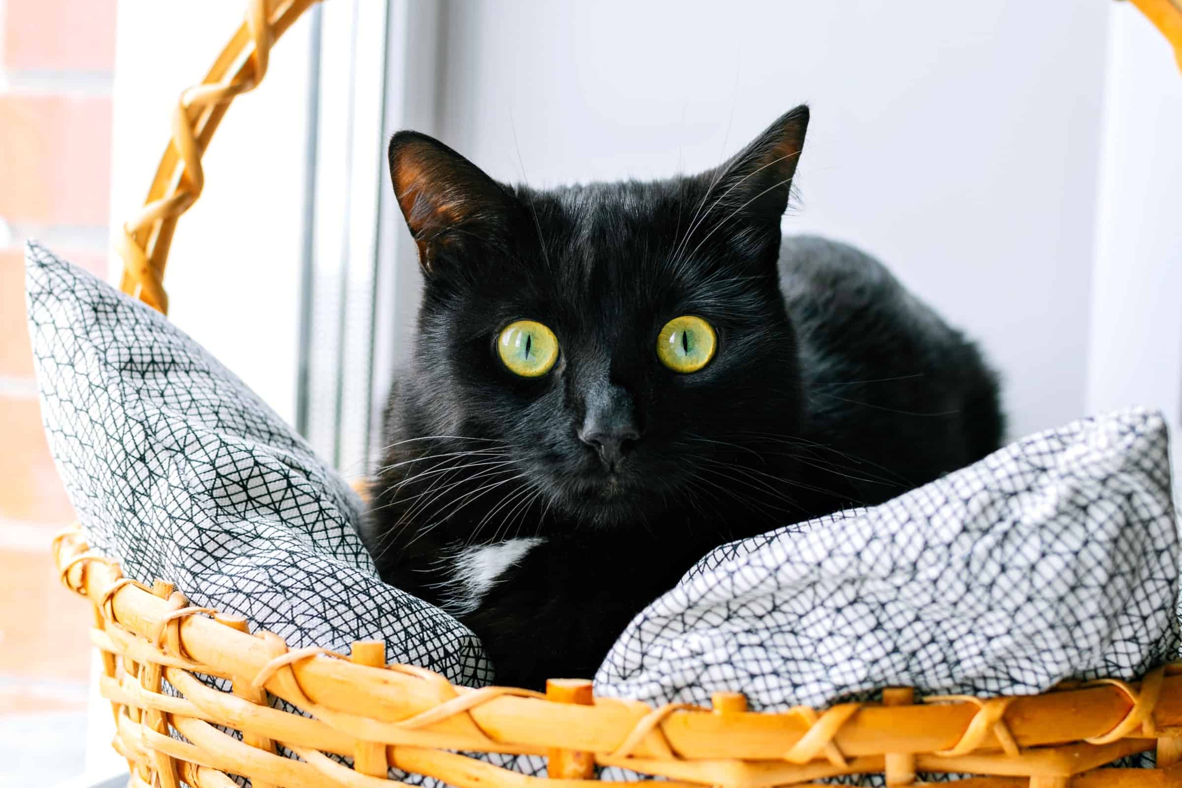 18 Black Cat Breeds With Green Eyes You'll Love (With Pictures)