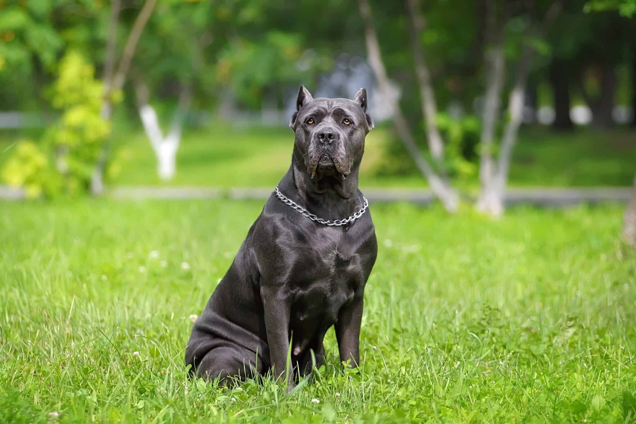 Cane Corso Ear Cropping: Everything You Need to Know