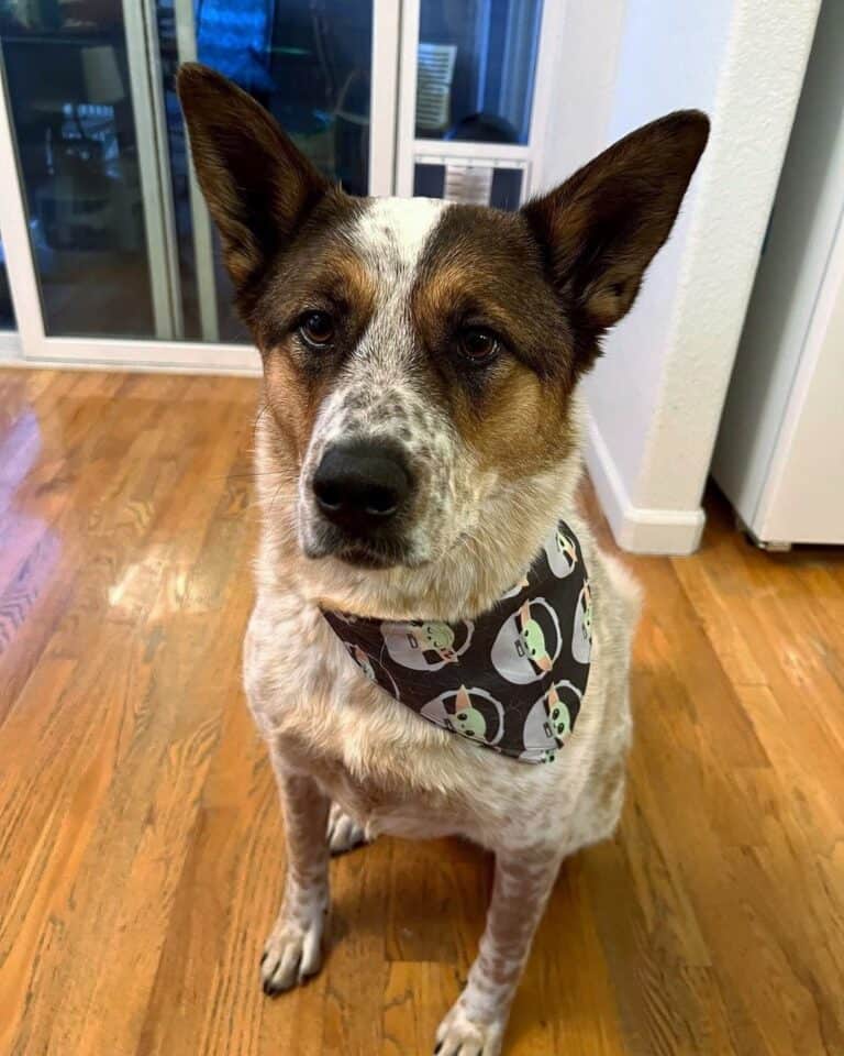 Akita Mixes: 38 Unique Akita Crossbreeds (With Pictures)