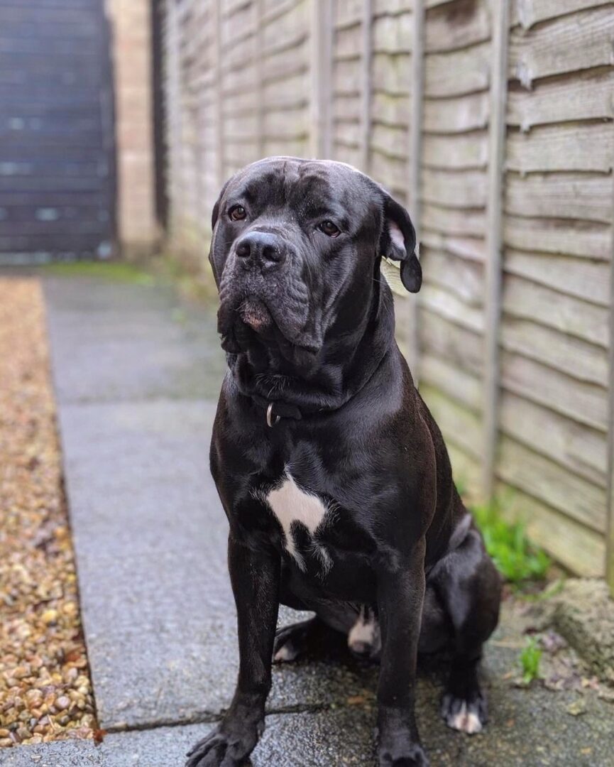 Cane Corso Mixes: 21 Unusual Crossbreeds