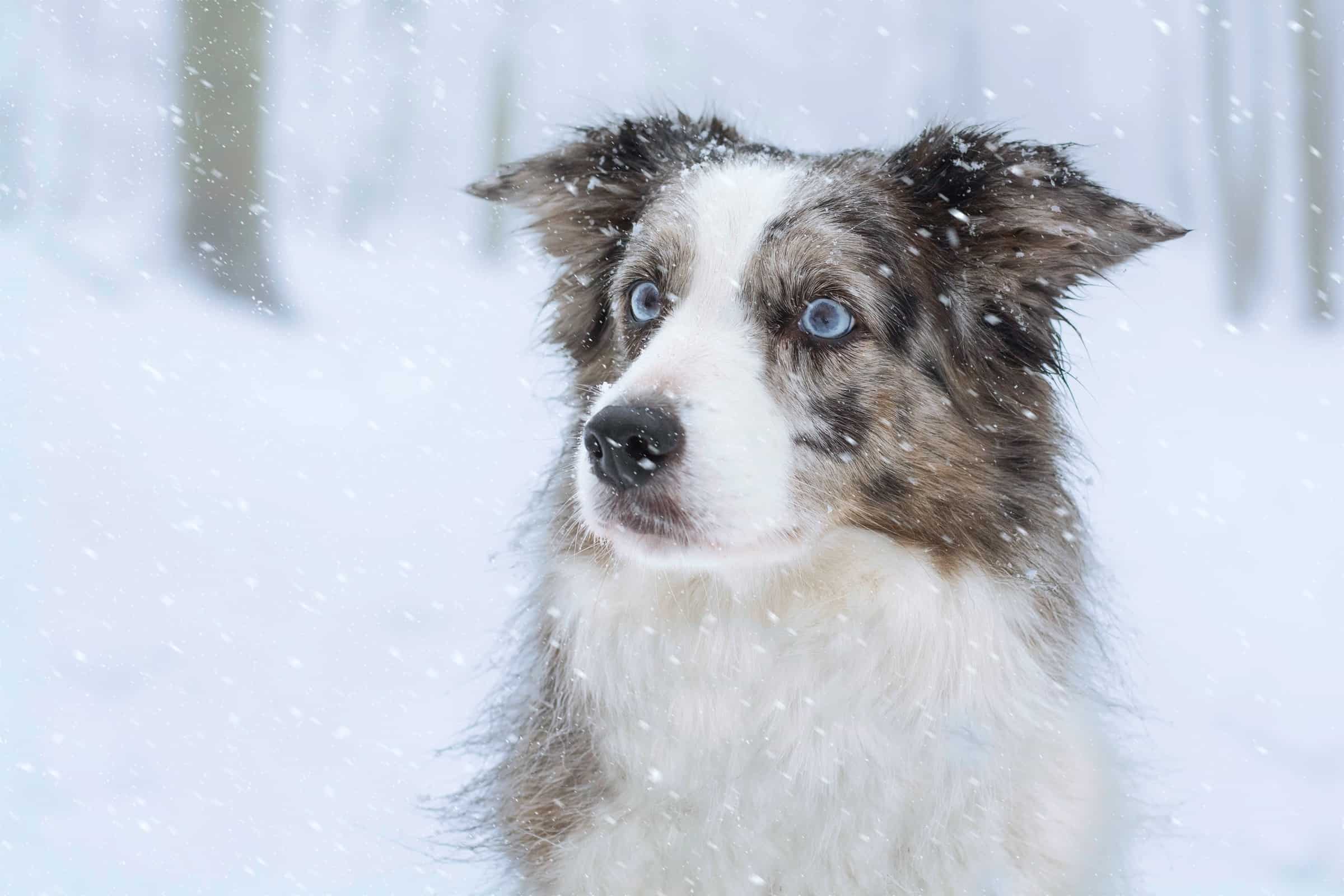 Can Border Collies Have Blue Eyes? (Facts, Pictures & FAQs)