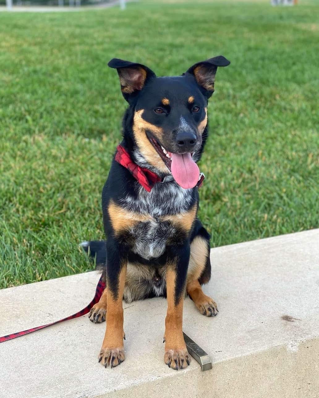 Rottweiler Mixes: 41 Best Rottie Crossbreeds (With Pictures)