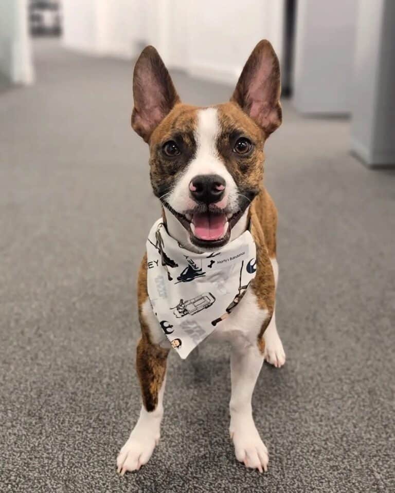 Boston Terrier Mixes: 52 Different Crossbreeds You'll Love