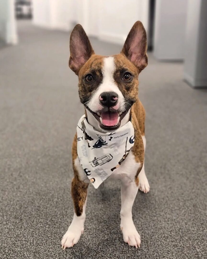 Boston Terrier Mixes: 52 Different Crossbreeds You'll Love