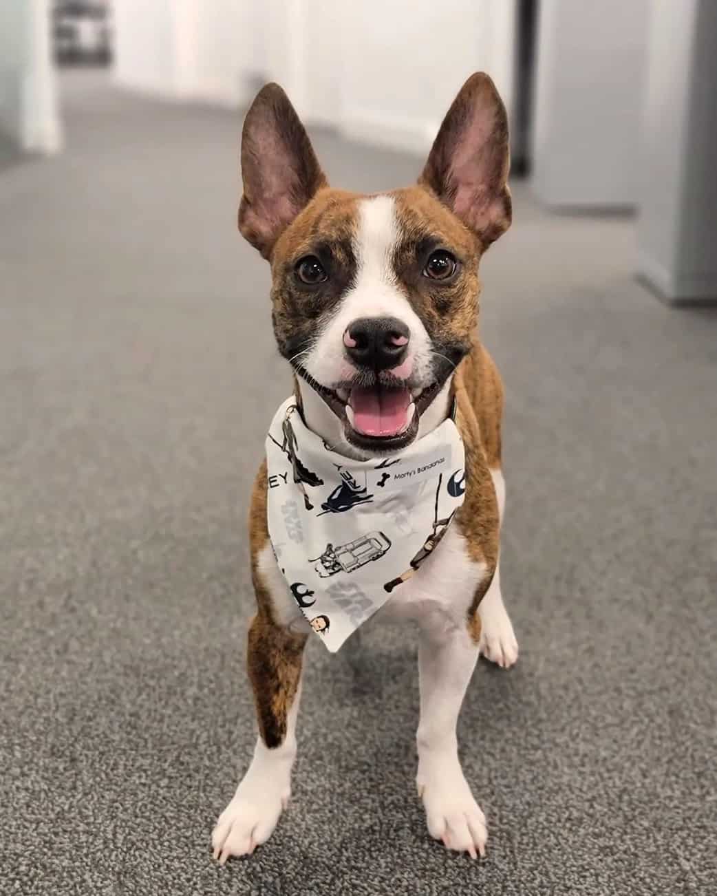 Boston Terrier Mixes: 52 Different Crossbreeds You'll Love