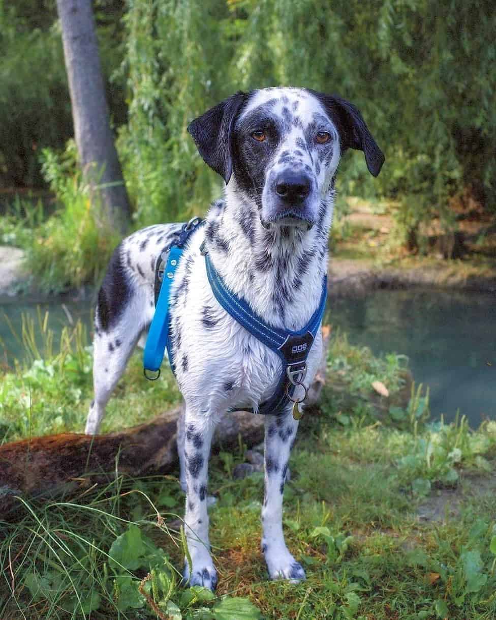 Border Collie Mixes: 43 Fascinating Crossbreeds You'll Love