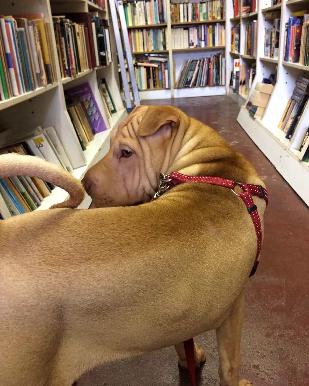 37 Interesting Shar-Pei Mixes You Must See (With Pictures)