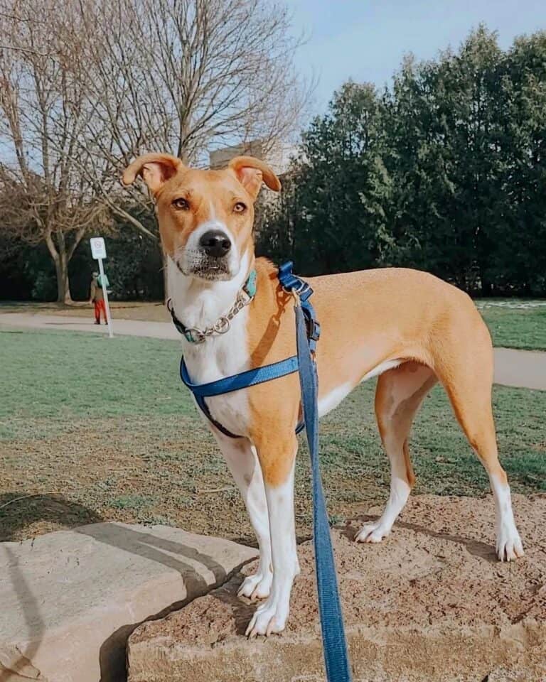 50 Wonderful Boxer Mixes That Will Surely Brighten Your Day!