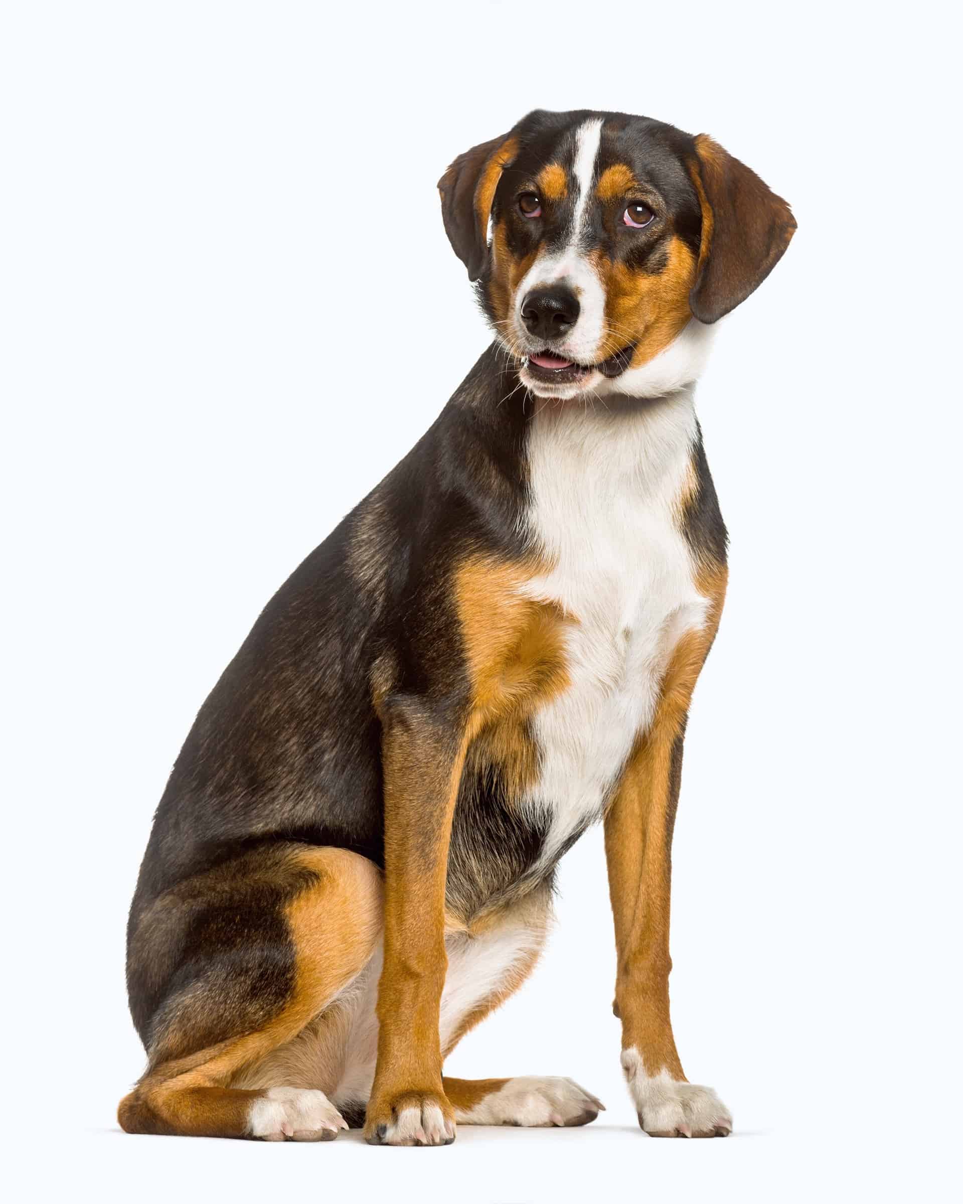 Belgian Malinois Mixes: 22 Unique Crossbreeds (With Pictures)