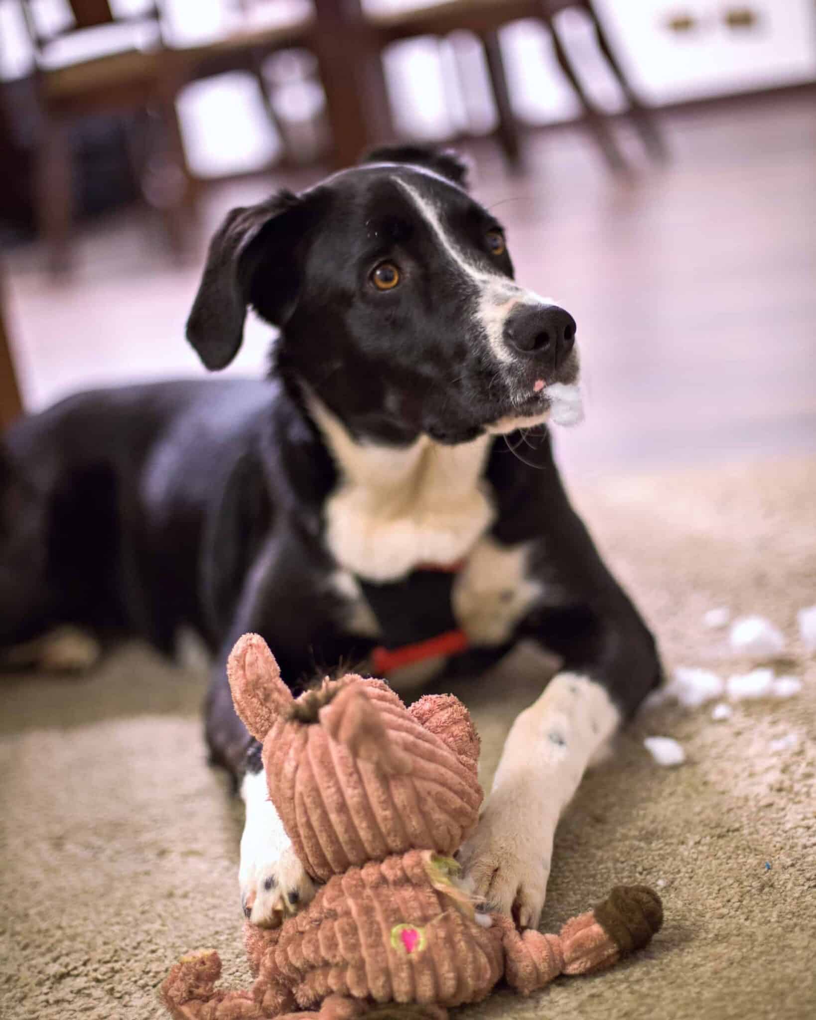 Great Dane Mixes: 43 Extra-Large Crossbreeds! (With Pictures)