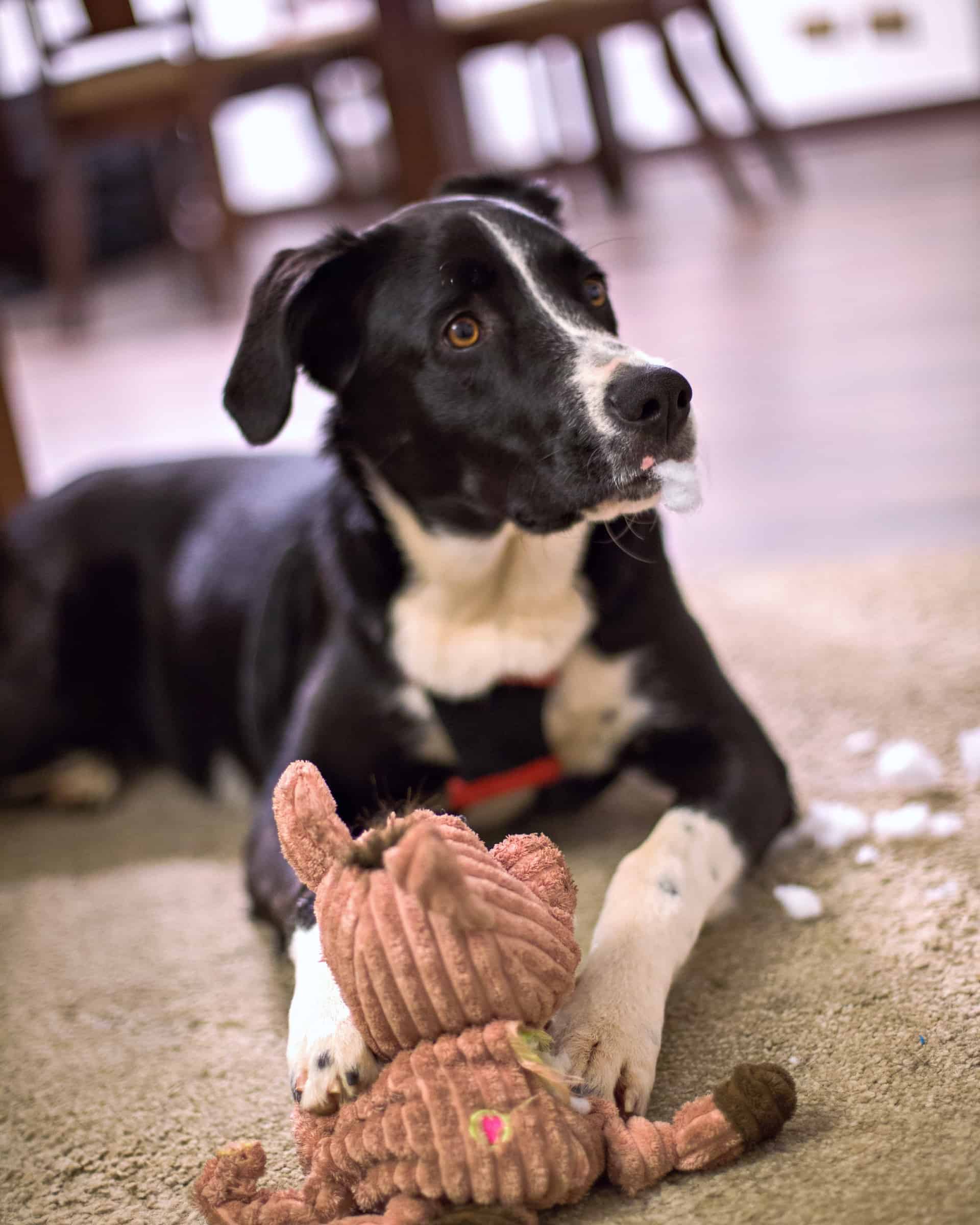 Great Dane Mixes: 43 Extra-Large Crossbreeds! (With Pictures)