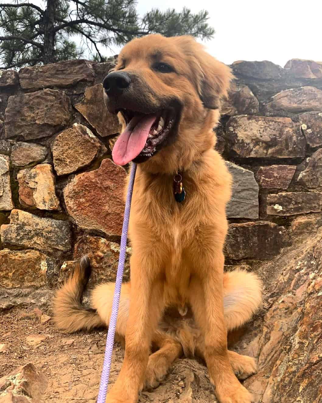 27 Beautiful Great Pyrenees Mixes (With Pictures) - Bubbly Pet