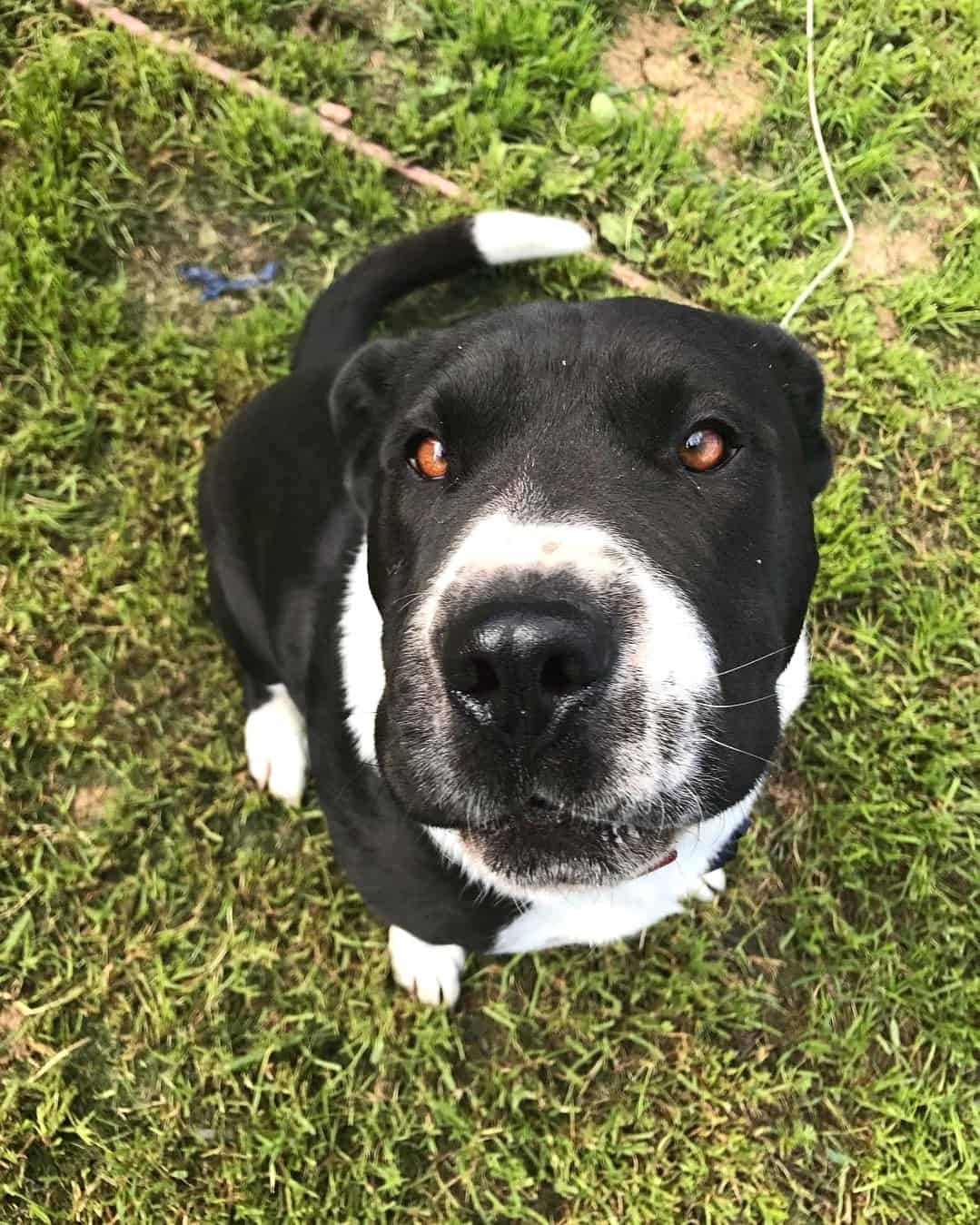 37 Interesting Shar-Pei Mixes You Must See (With Pictures)