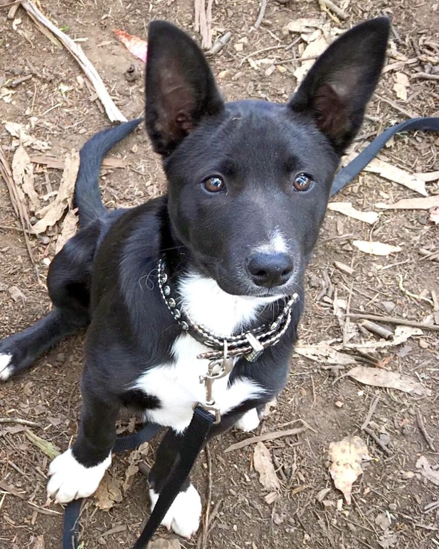 Shiba Inu Mixes: 20 Different Shiba Crossbreeds