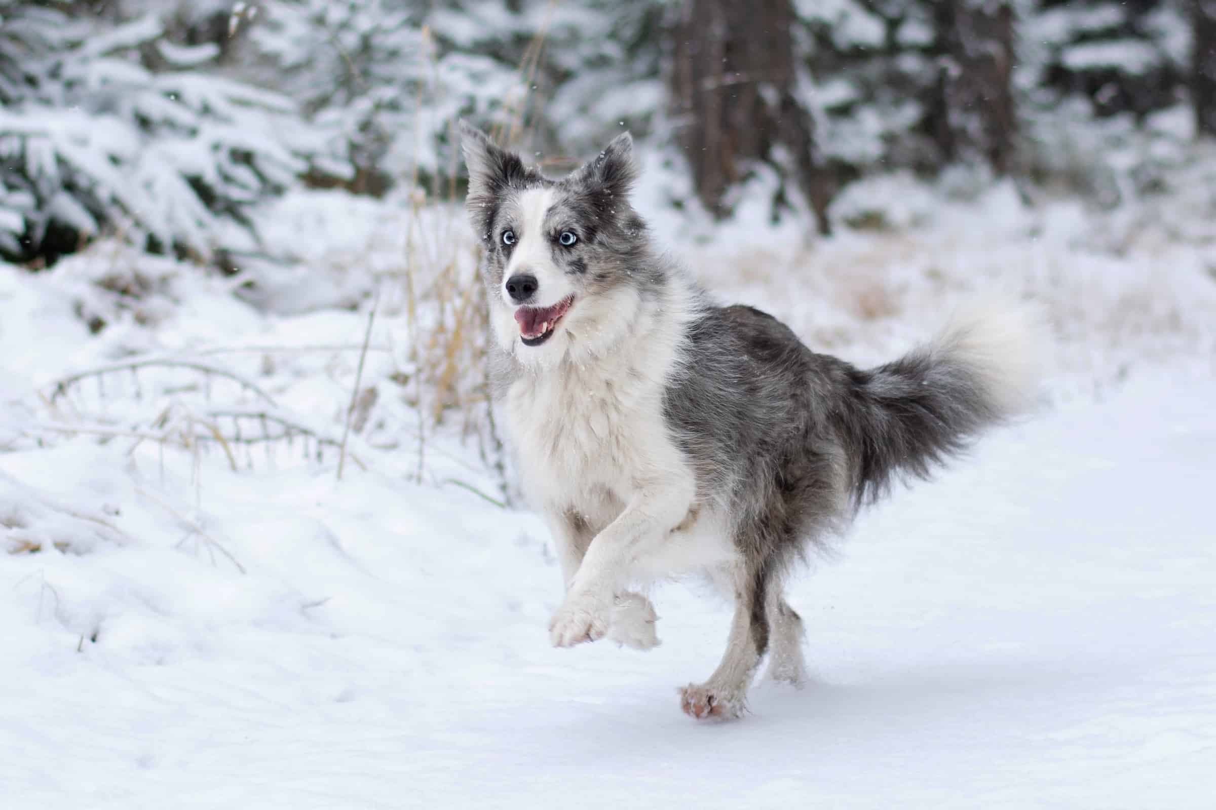 Can Border Collies Have Blue Eyes? (Facts, Pictures & FAQs)