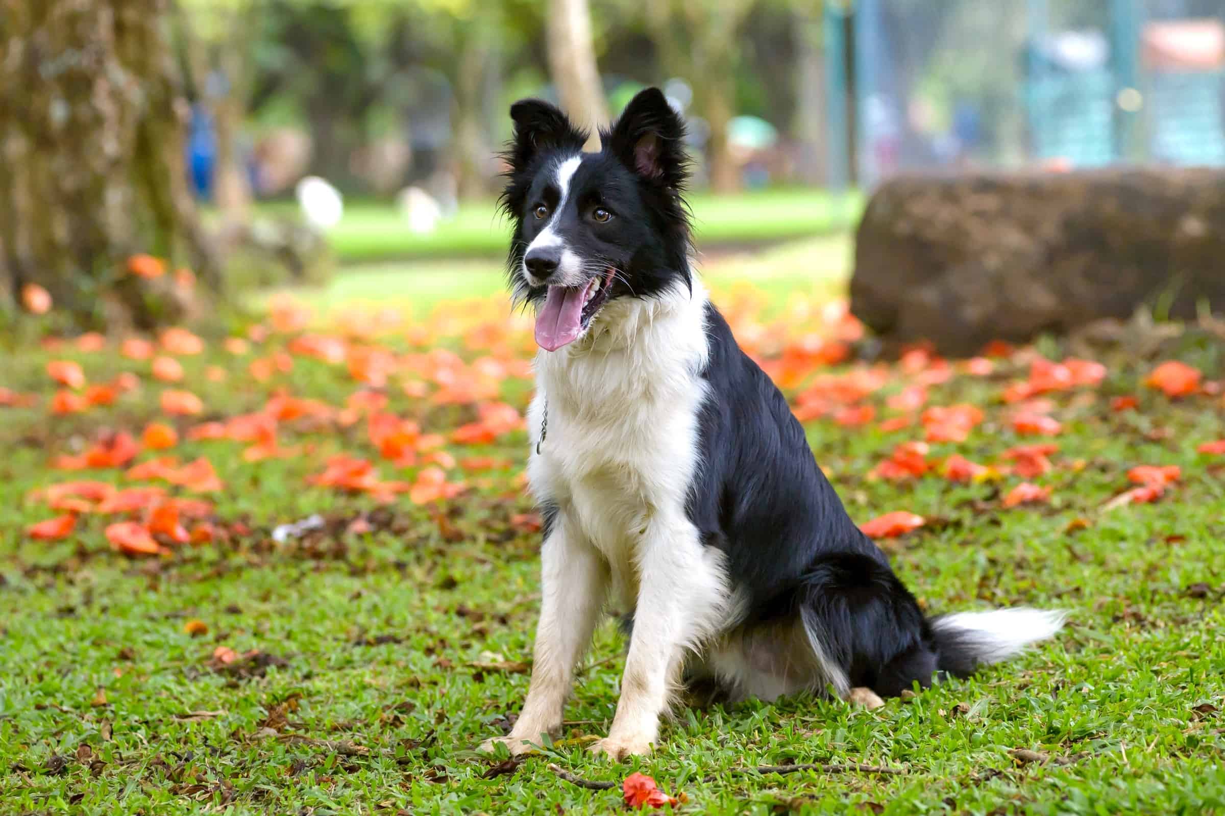 13 Dog Breeds With Purple Tongues (With Pictures & Facts)