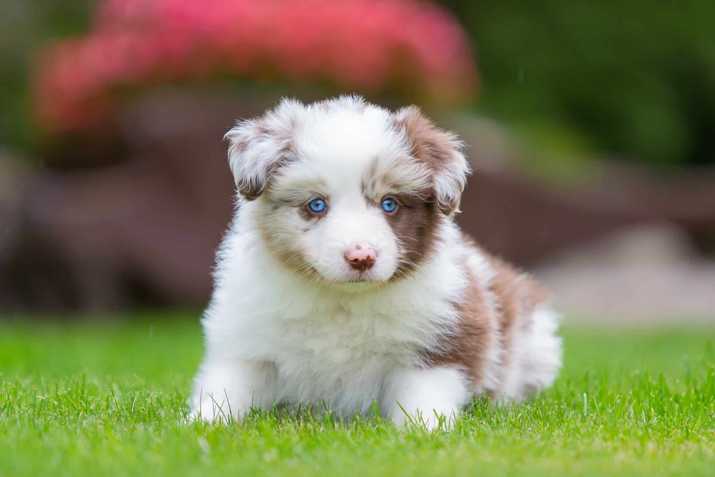 Can Border Collies Have Blue Eyes? (Facts, Pictures & FAQs)