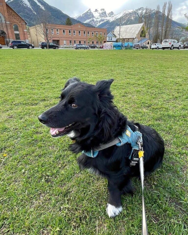 Havanese Mixes: 30 Cutest Havanese Hybrids