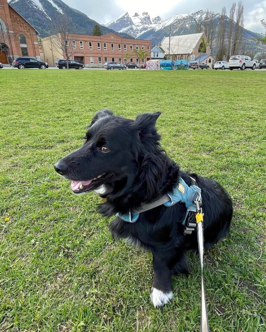 Havanese Mixes: 30 Cutest Havanese Hybrids