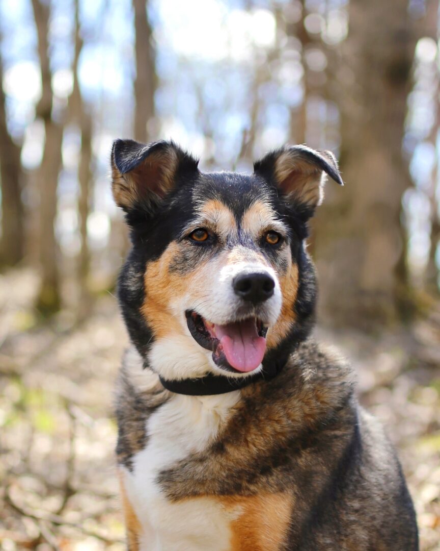 Siberian Husky Mixes: 40 Husky Crossbreeds (With Pictures)