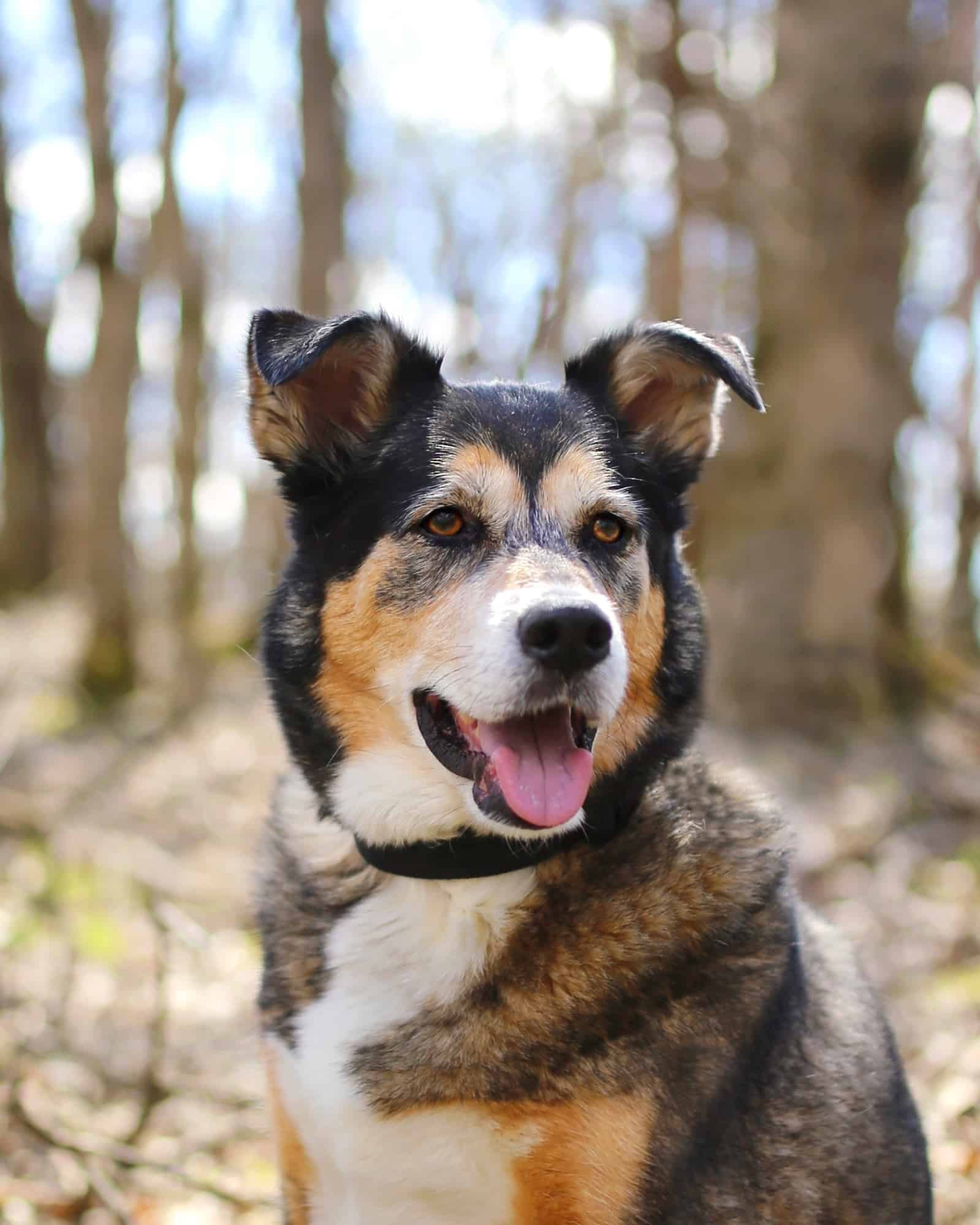 Siberian Husky Mixes: 40 Husky Crossbreeds (With Pictures)