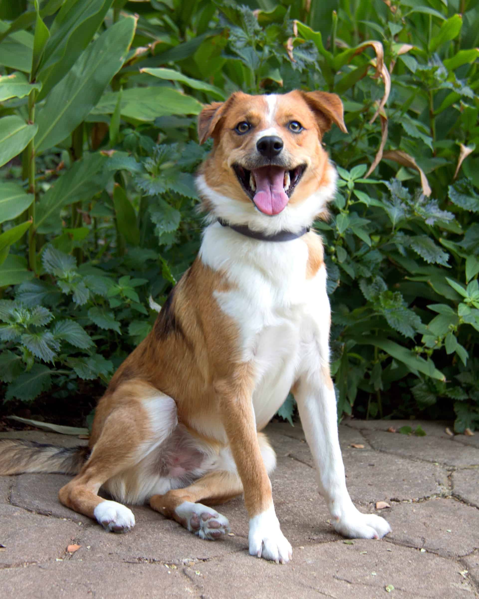 64 Cutest Corgi Mixes You'll Want to Adopt (With Pictures)