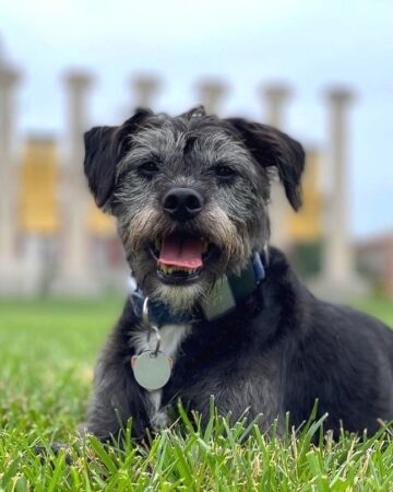 Boston Terrier Mixes: 52 Different Crossbreeds You'll Love