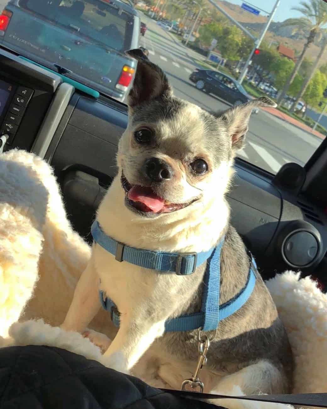 Boston Terrier Mixes: 52 Different Crossbreeds You'll Love