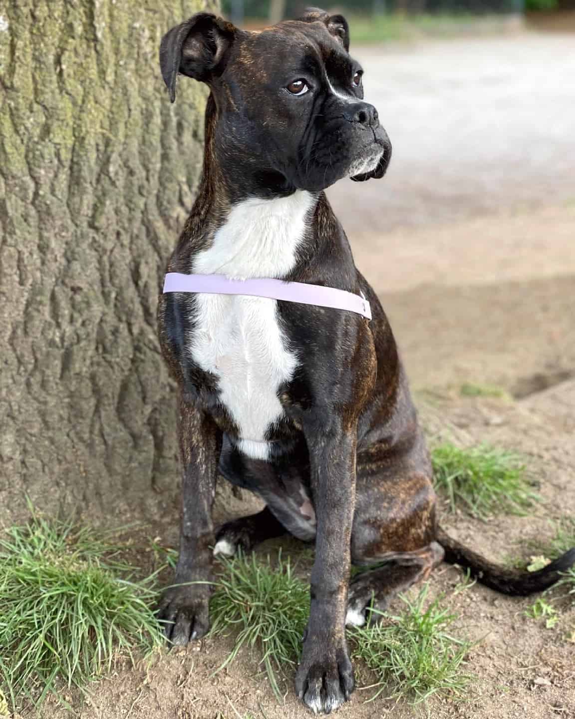 50 Wonderful Boxer Mixes That Will Surely Brighten Your Day!