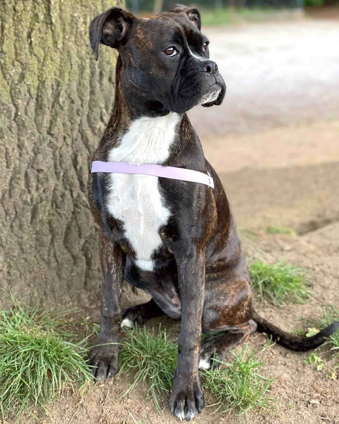 Boston Terrier Mixes: 52 Different Crossbreeds You'll Love