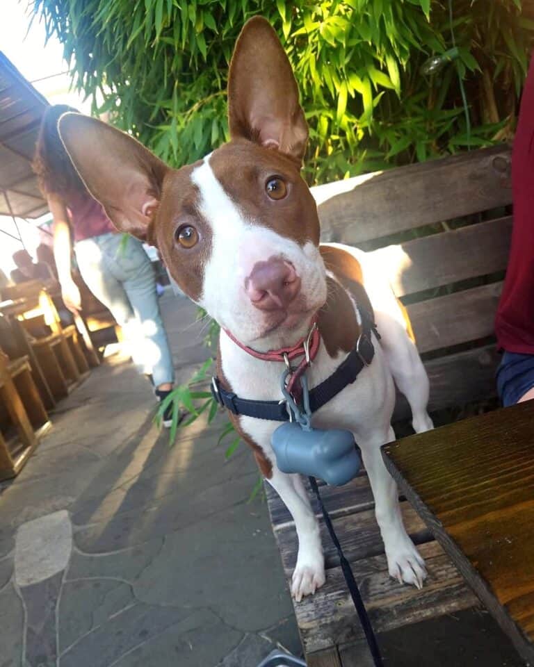 36 Bull Terrier Mixes You'll Want to Bring Home