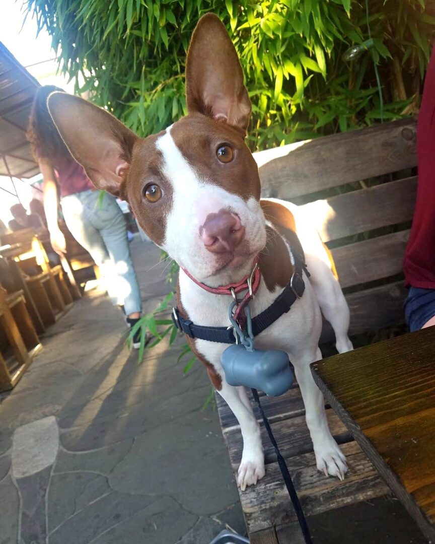 36 Bull Terrier Mixes You'll Want to Bring Home