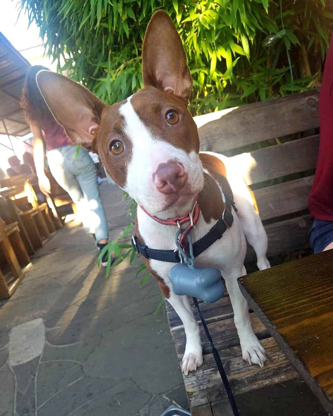 36 Bull Terrier Mixes You'll Want to Bring Home