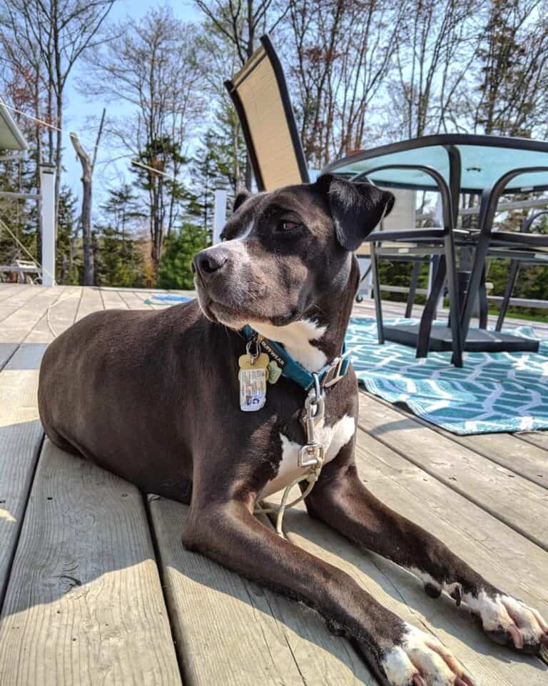 Boston Terrier Mixes: 52 Different Crossbreeds You'll Love