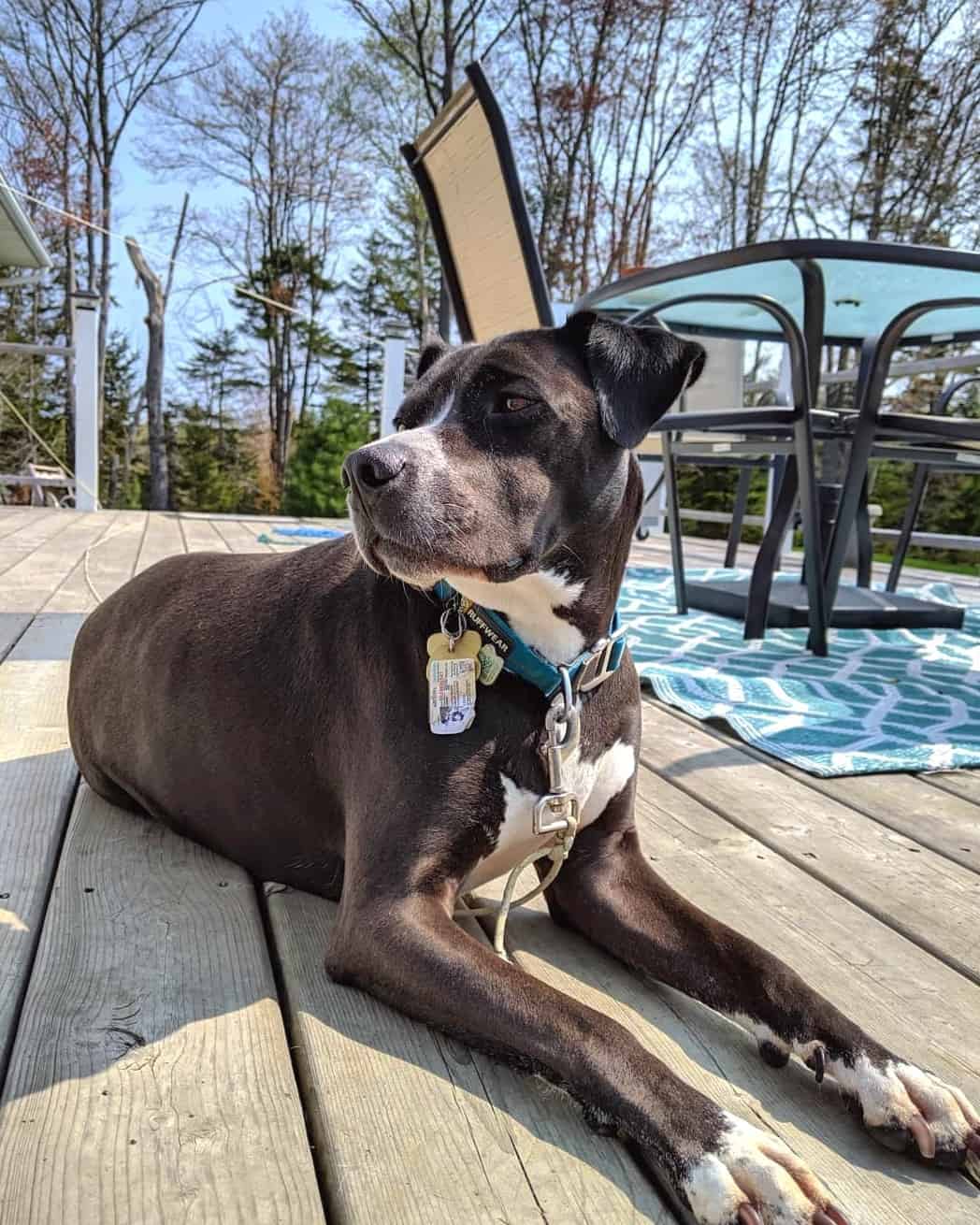 Boston Terrier Mixes: 52 Different Crossbreeds You'll Love