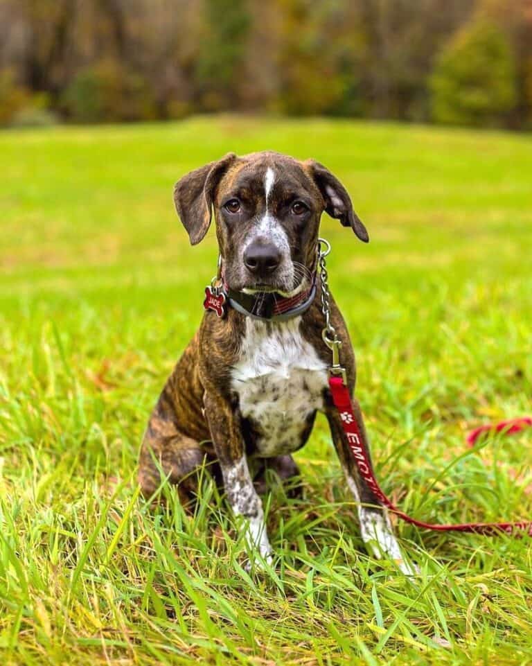 62 Pitbull Mixes That Will Make Your Day (With Pictures)