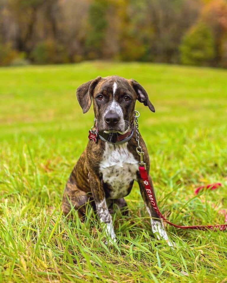 Boston Terrier Mixes: 52 Different Crossbreeds You'll Love